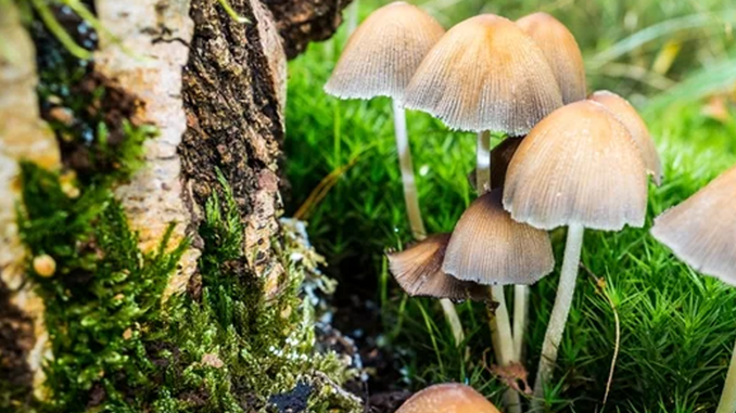 magic shrooms — IKOT.PH