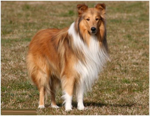 TOP 10 FAMILY-FRIENDLY LARGE DOG BREEDS — IKOT.PH