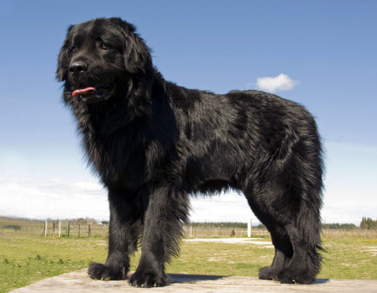 TOP 10 FAMILY-FRIENDLY LARGE DOG BREEDS — IKOT.PH