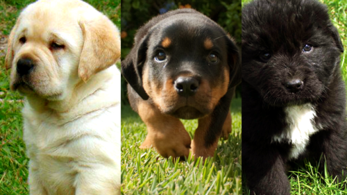 TOP 10 FAMILY-FRIENDLY LARGE DOG BREEDS — IKOT.PH