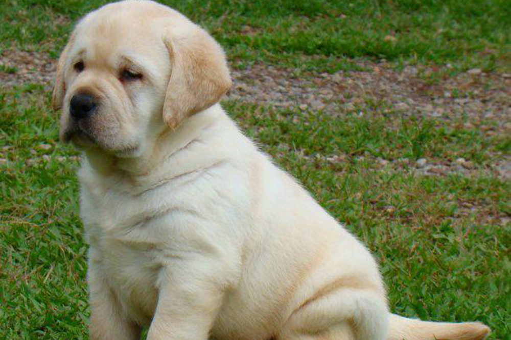 TOP 10 FAMILY-FRIENDLY LARGE DOG BREEDS — IKOT.PH