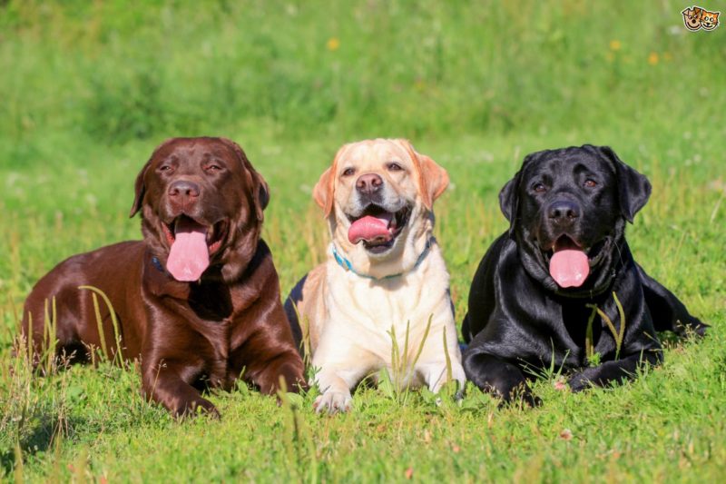 TOP 10 FAMILY-FRIENDLY LARGE DOG BREEDS — IKOT.PH
