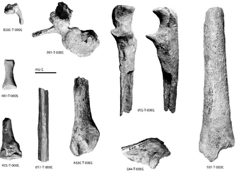 THE CURIOUS CASE OF THE ISLAND OF PALAWAN: PART II — IKOT.PH